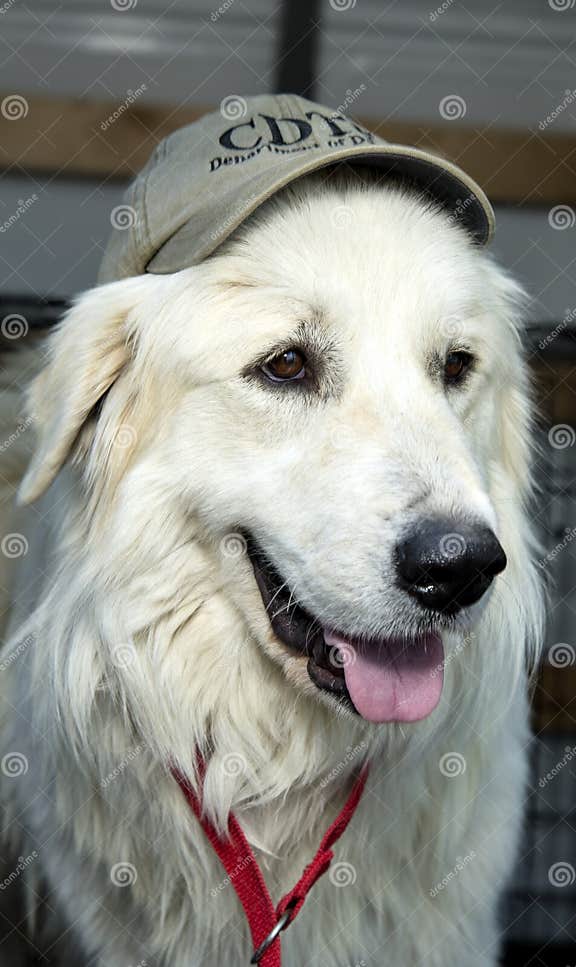Great Pyrenees with Ball Cap on His Head Stock Image - Image of nose ...