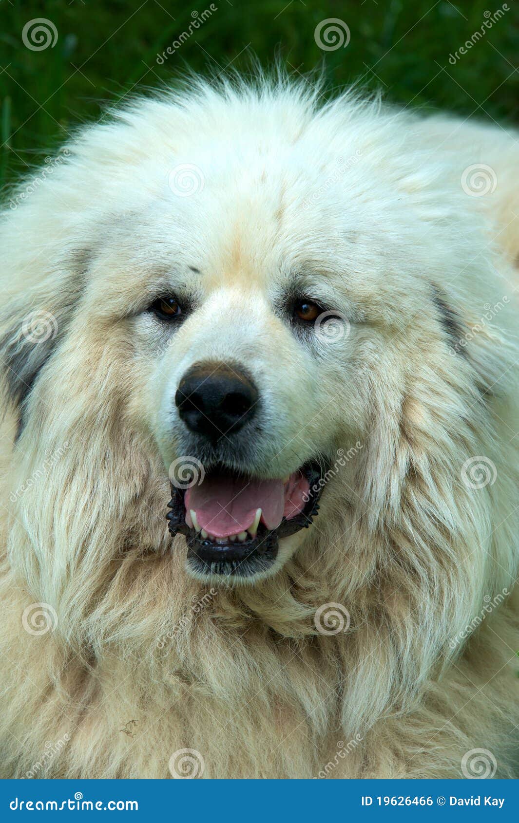 Great Pyrenees Dog stock photo. Image of beautiful, happy - 19626466