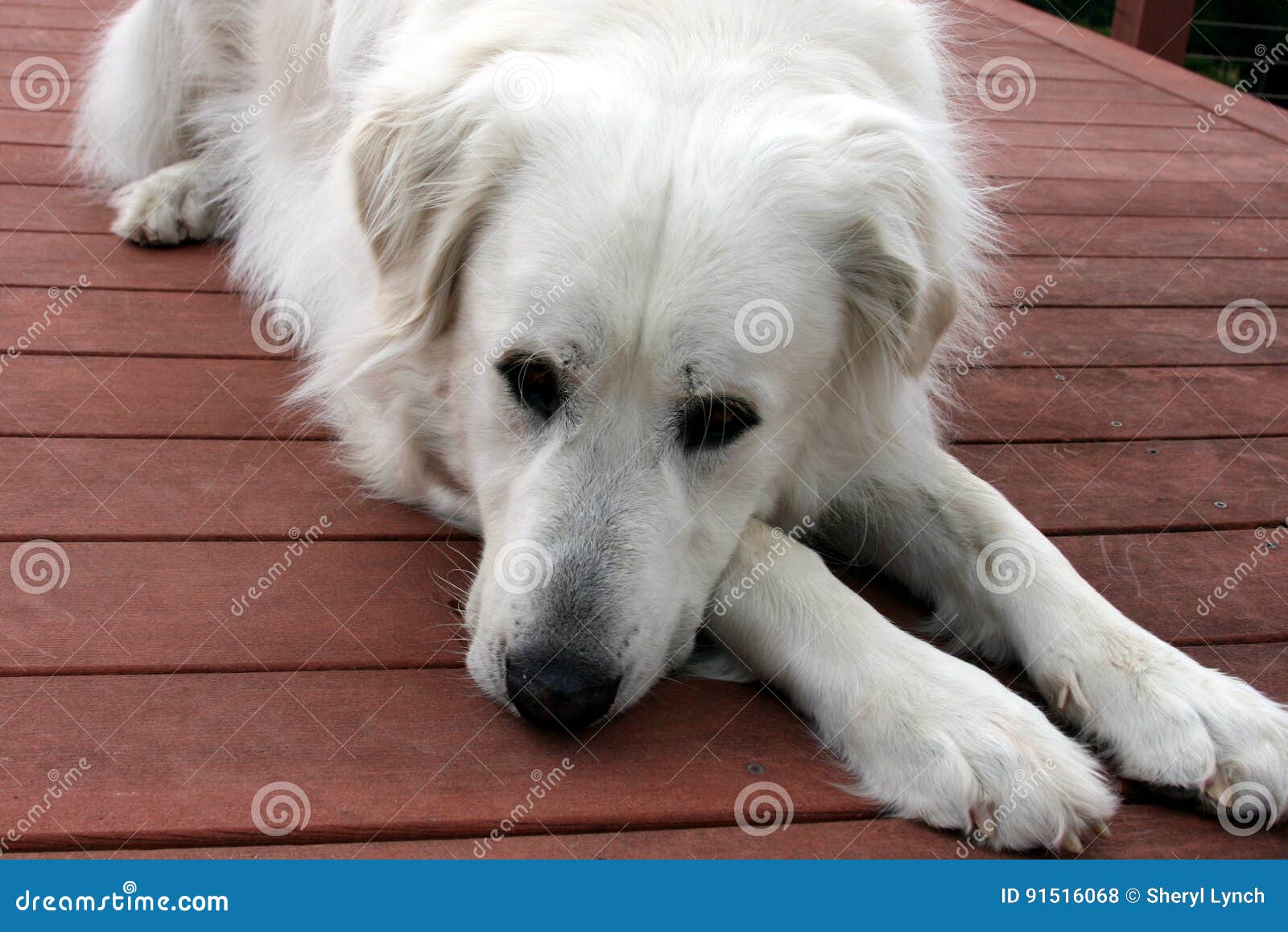 Great Pyrenees Dog Laying Down on Deck Stock Photo - Image of canine ...