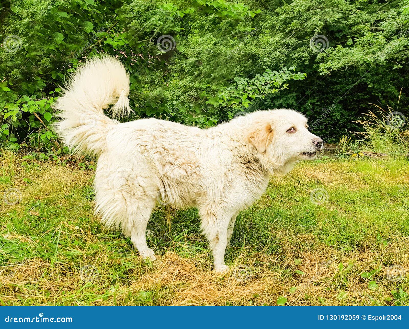 Great Pyrenees Dog Patou on the Edge of the Forest Stock Image - Image ...