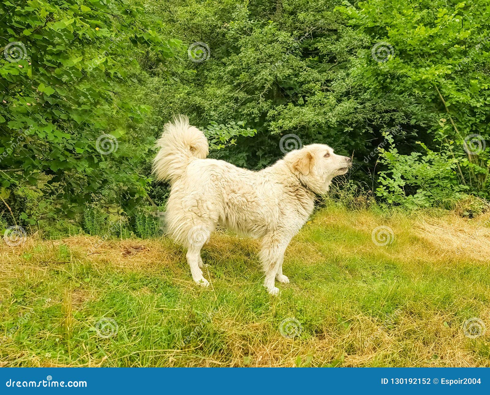 Great Pyrenees Dog Patou on the Edge of the Forest Stock Photo - Image ...