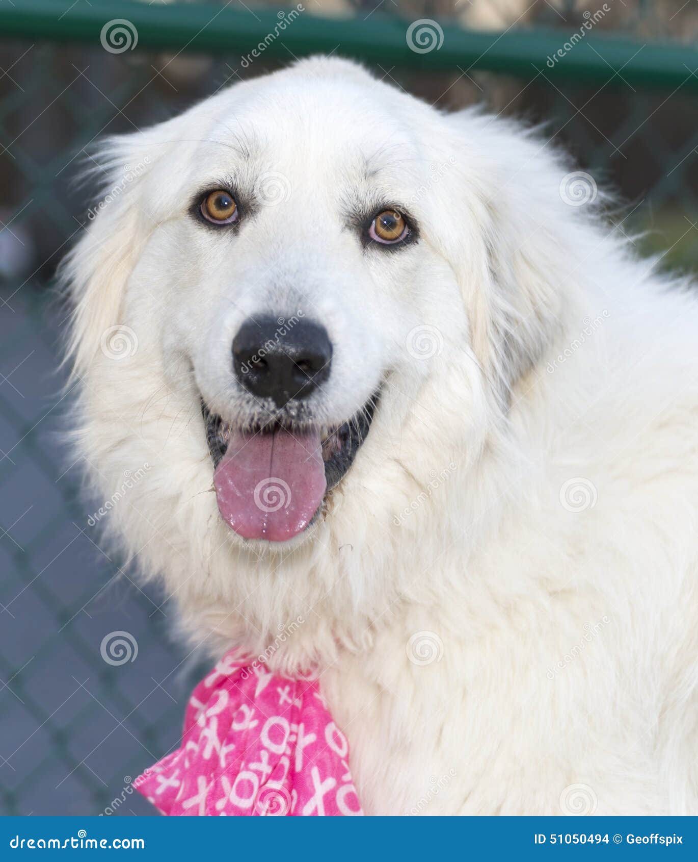 Great Pyrenees with Pink Scarf. Stock Photo - Image of colorful, scarf ...