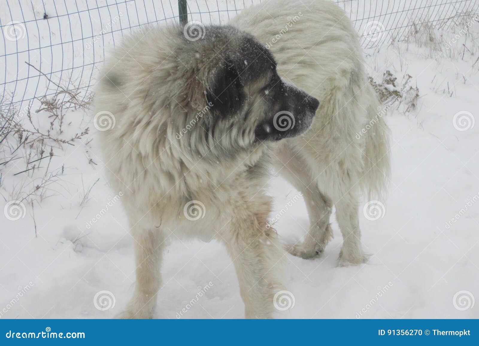 Great Pyrenees in the snow stock photo. Image of pyrenees - 91356270