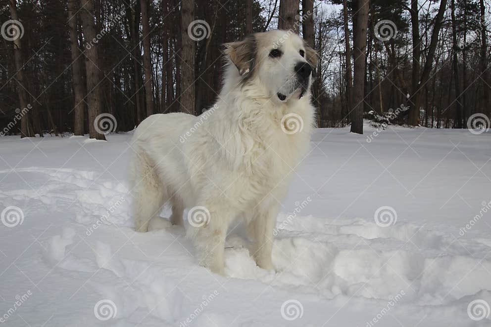 Great Pyrenees in Winter stock image. Image of guardian - 37274281