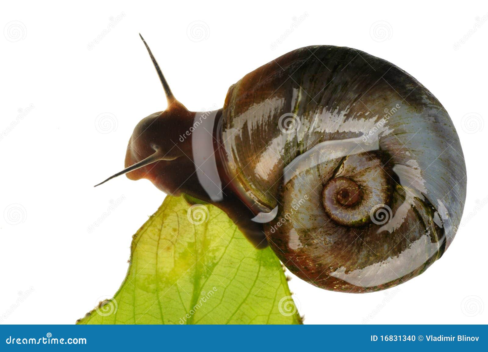 Great Ramshorn (Planorbarius Corneus) In Pond Royalty-Free Stock ...