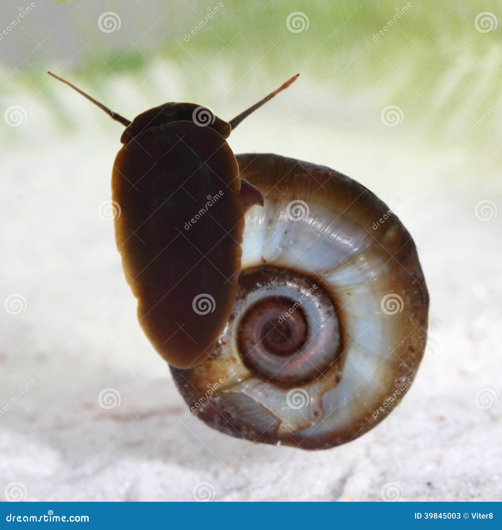 Great Ramshorn (Planorbarius Corneus) in Pond Stock Image - Image of ...