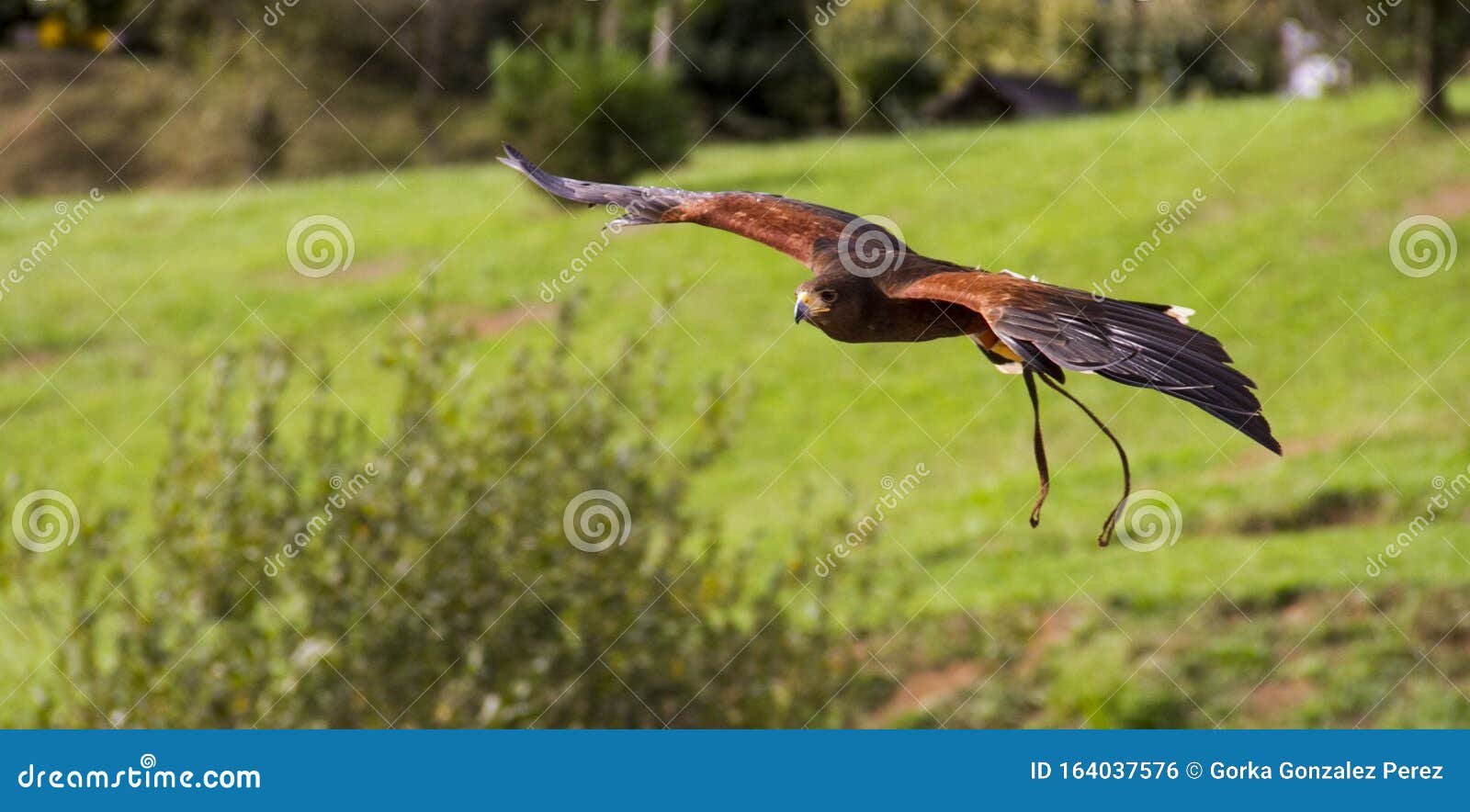 Great Raptor Flying Low Altitude Stock Photo - Image of green, spain ...