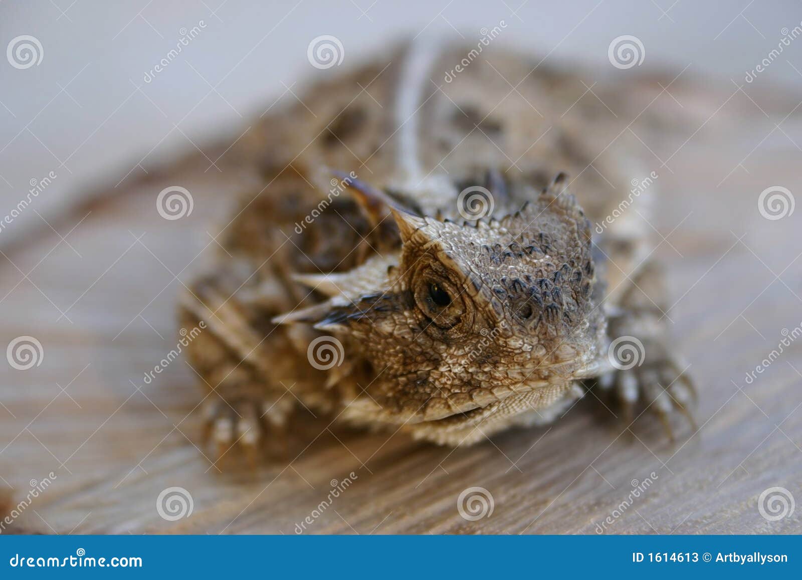 Horned Toad Stock Image | CartoonDealer.com #9688003