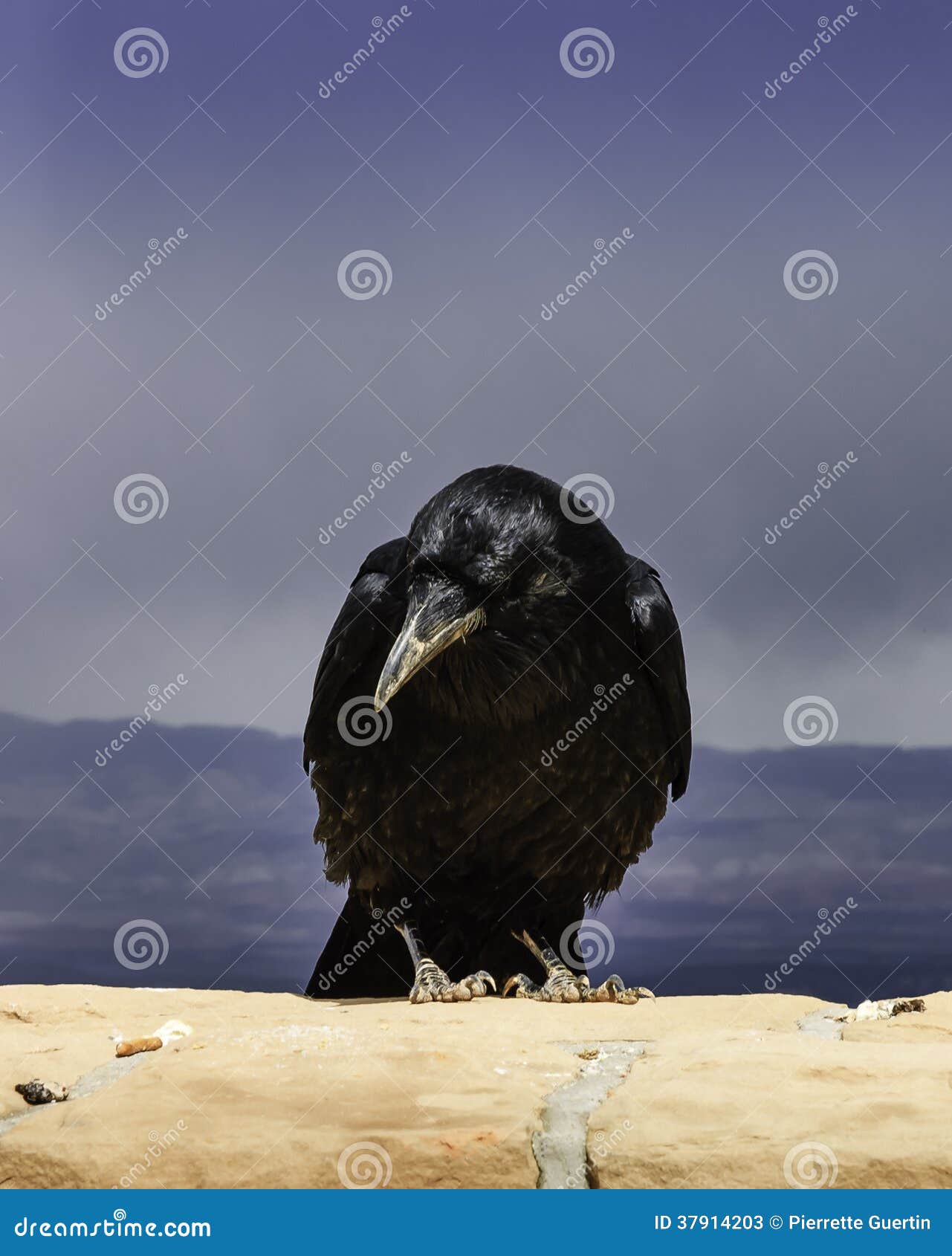 Great raven closeup stock image. Image of america, perch - 37914203