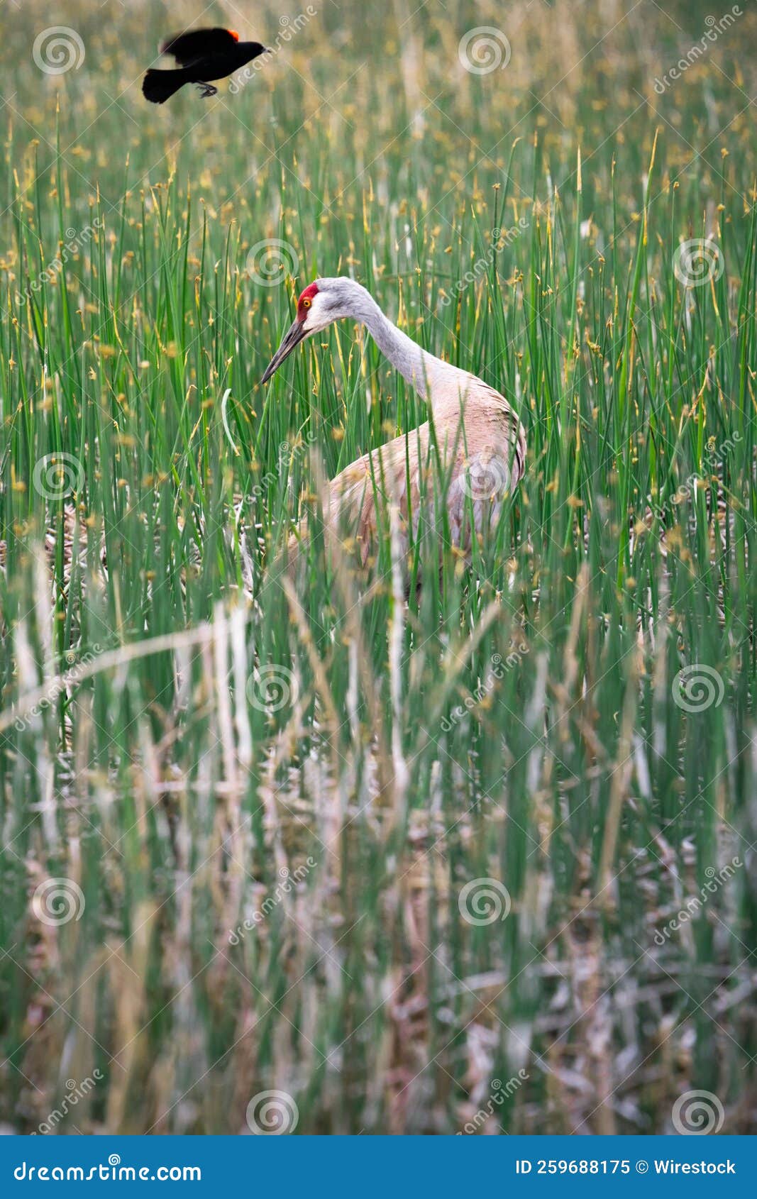 Great Red-Headed Heron in the Grass, Close-up, Vertical Stock Image ...
