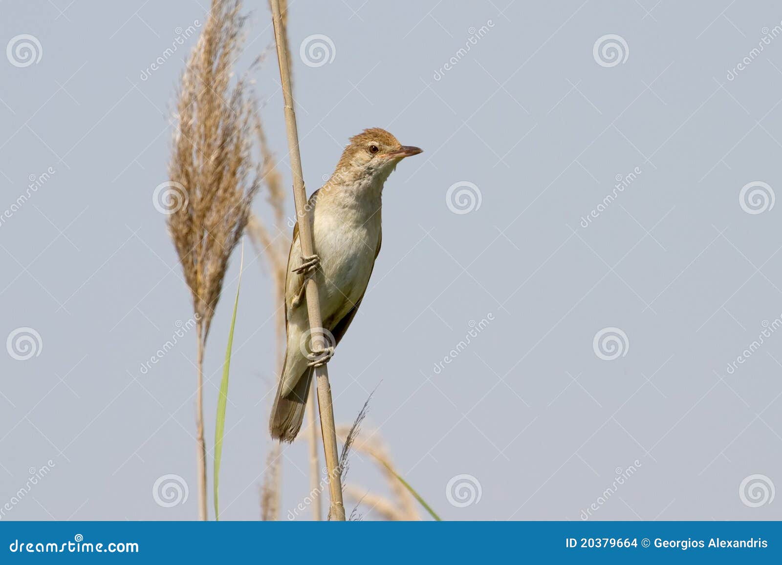 Great Reed Warbler stock photo. Image of warbler, reeds - 20379664