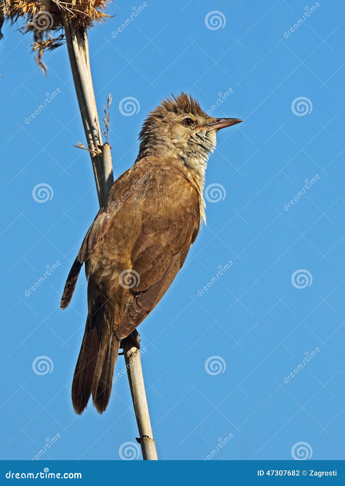Great Reed Warbler On A Reed Grass. Cute Little Brown Loud Stealthy ...