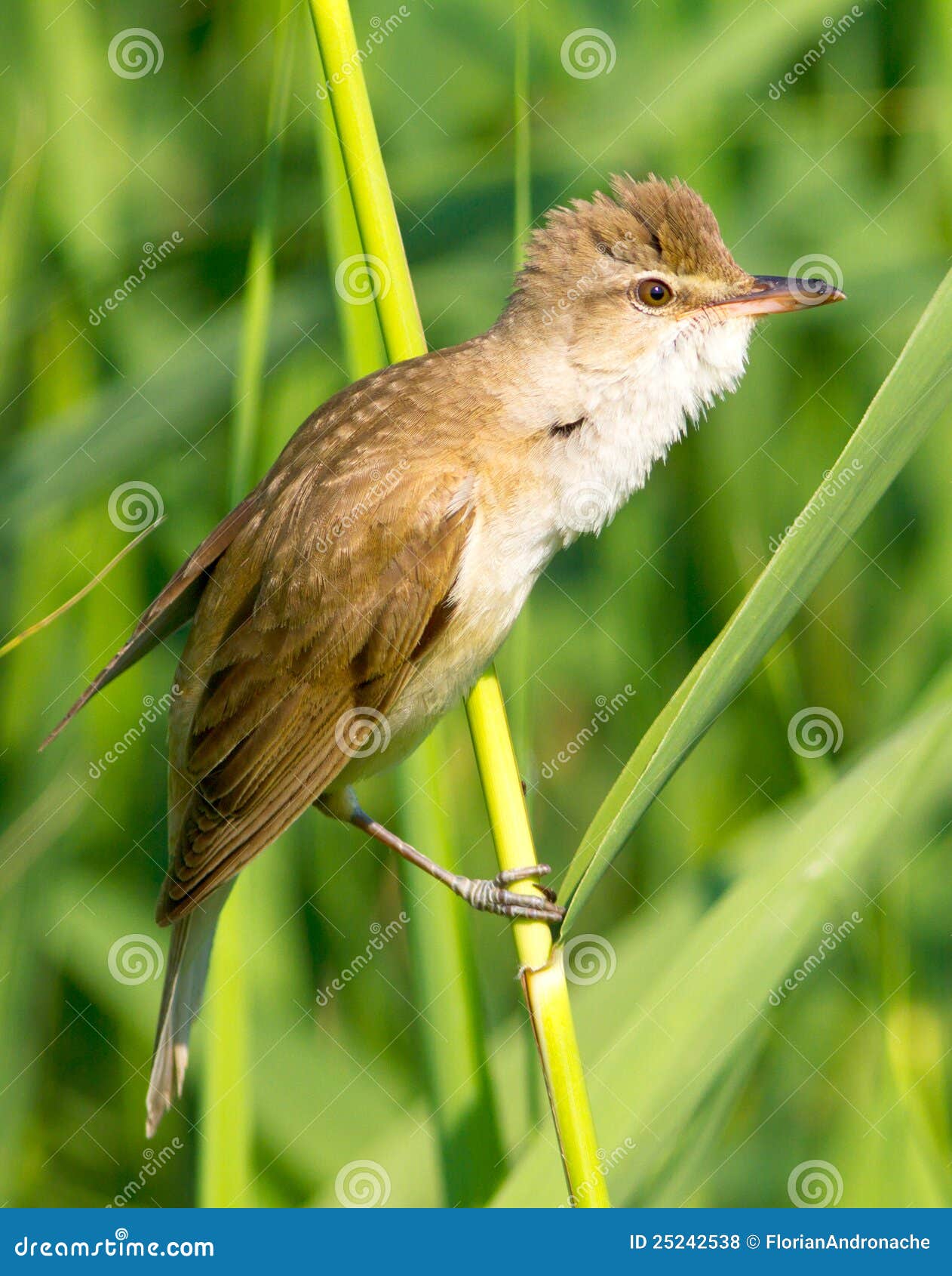 Great Reed Warbler ( Acrocephalus Arundinaceus ) Stock Photo - Image of ...