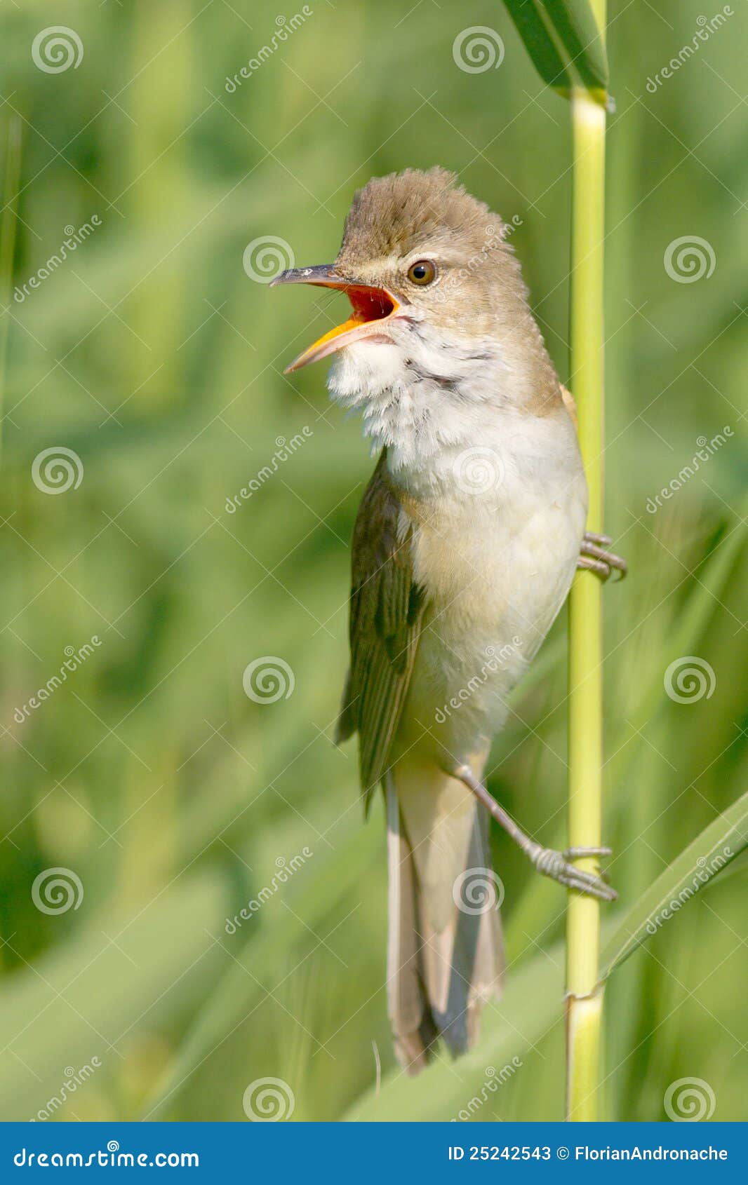 Great Reed Warbler On A Reed Grass. Cute Little Brown Loud Stealthy ...