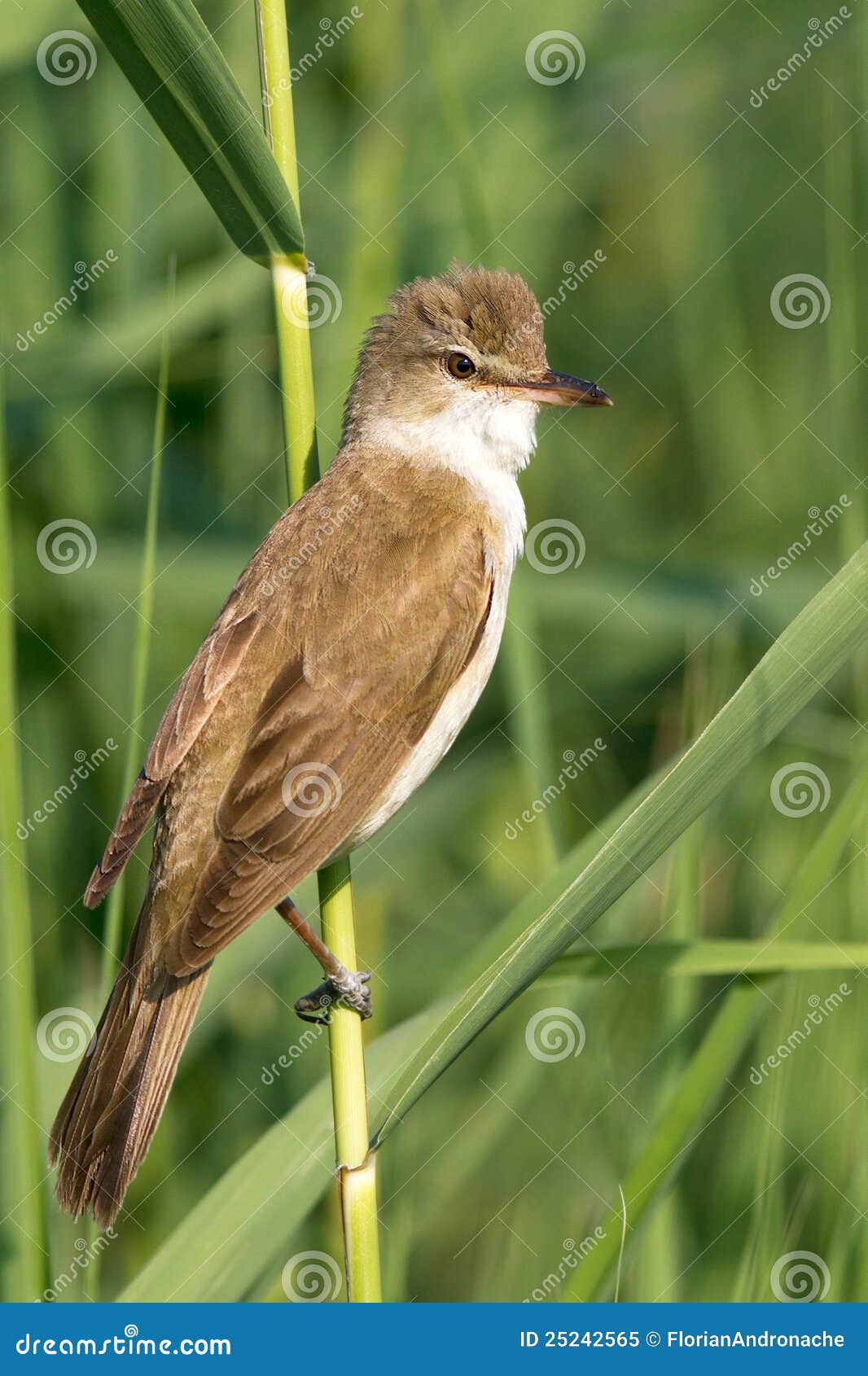 Great Reed Warbler ( Acrocephalus Arundinaceus ) Stock Image - Image of ...