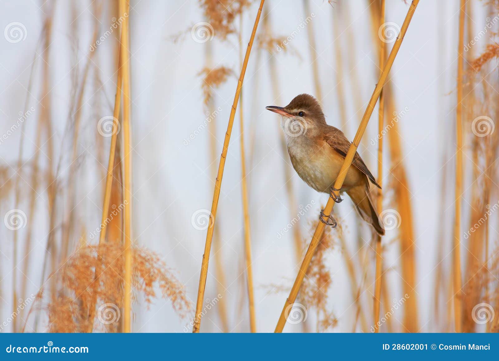 Great Reed Warbler On A Reed Grass. Cute Little Brown Loud Stealthy ...