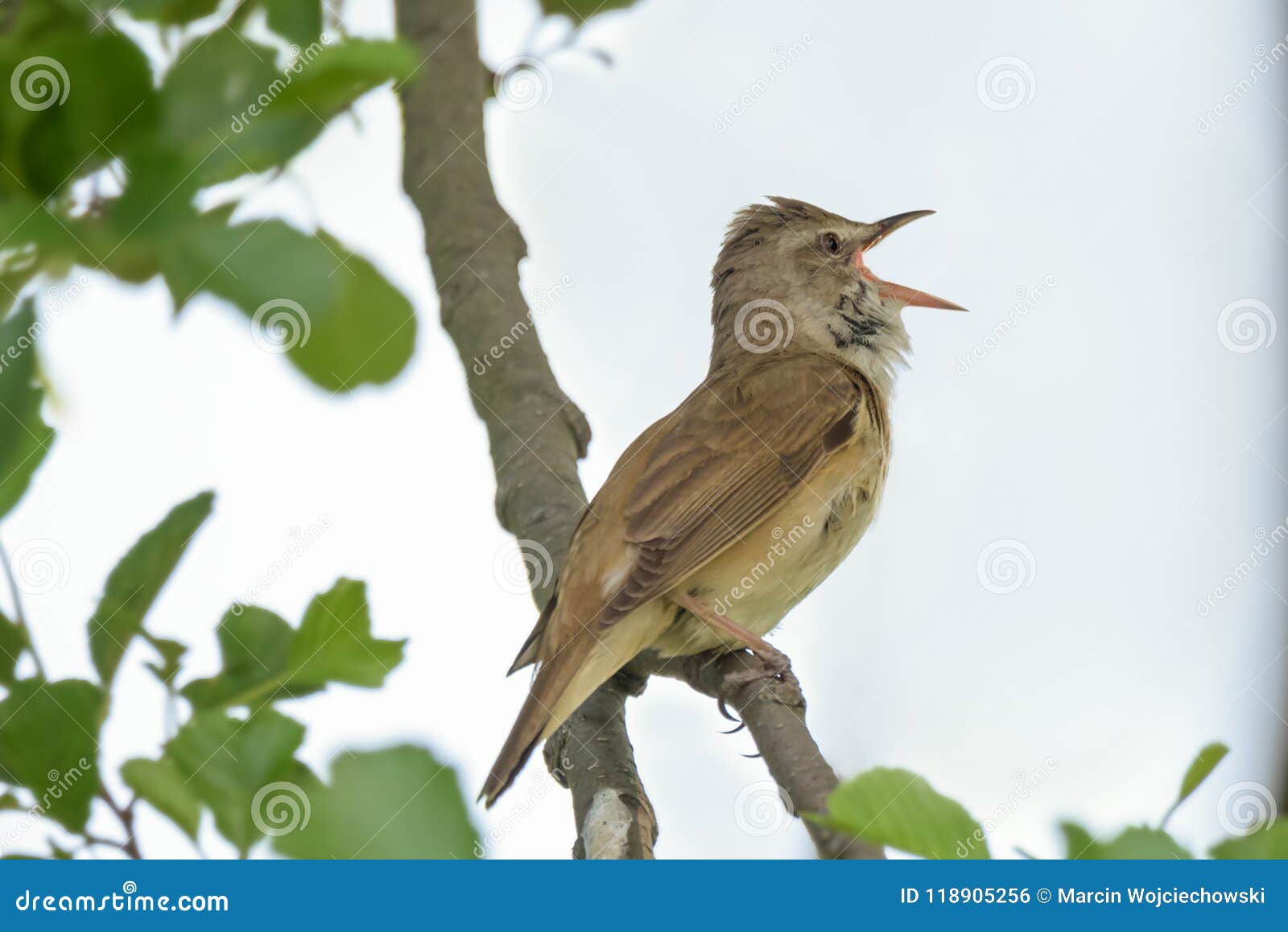 Great reed warbler bird stock photo. Image of song, fauna - 118905256