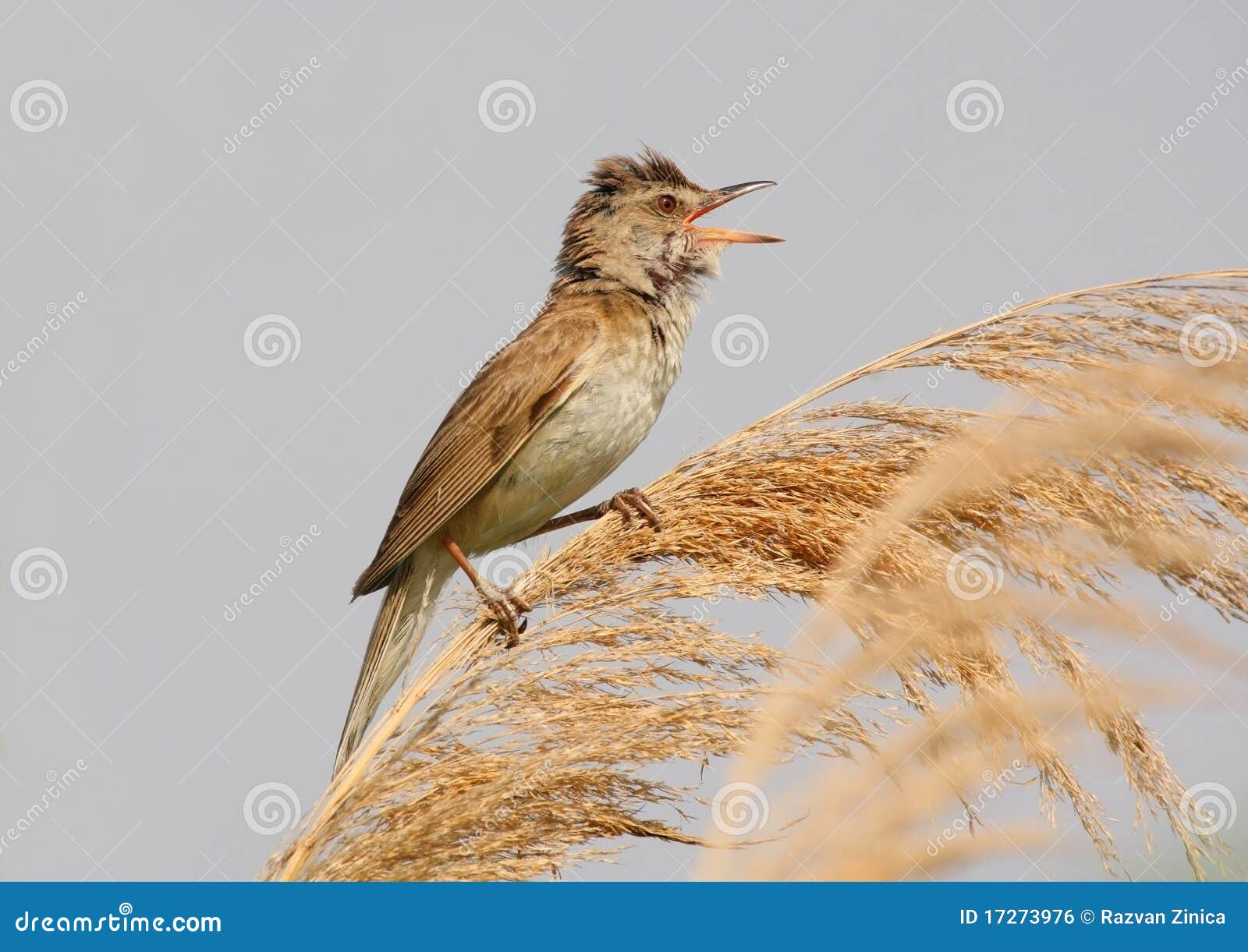 Great Reed Warbler On A Reed Grass. Cute Little Brown Loud Stealthy ...