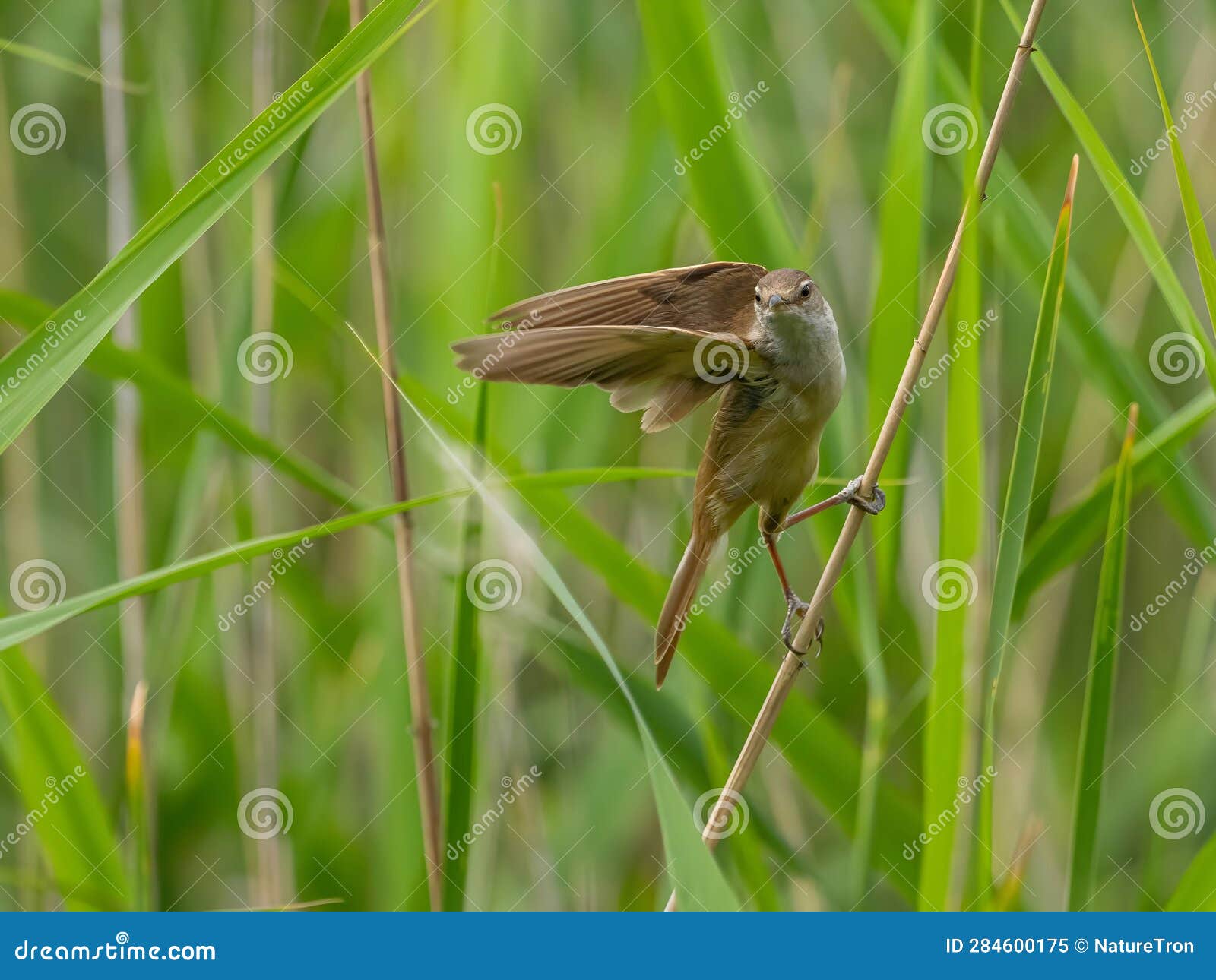 Great Reed Warbler Starting Flight with Folding Wings Stock Image - Image of european, marsh ...