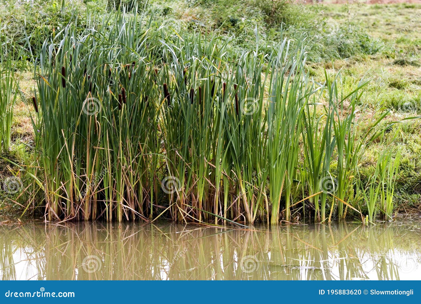 Great Reedmace or Bulrush, Typha Latifolia, Pond in Normandy Stock ...