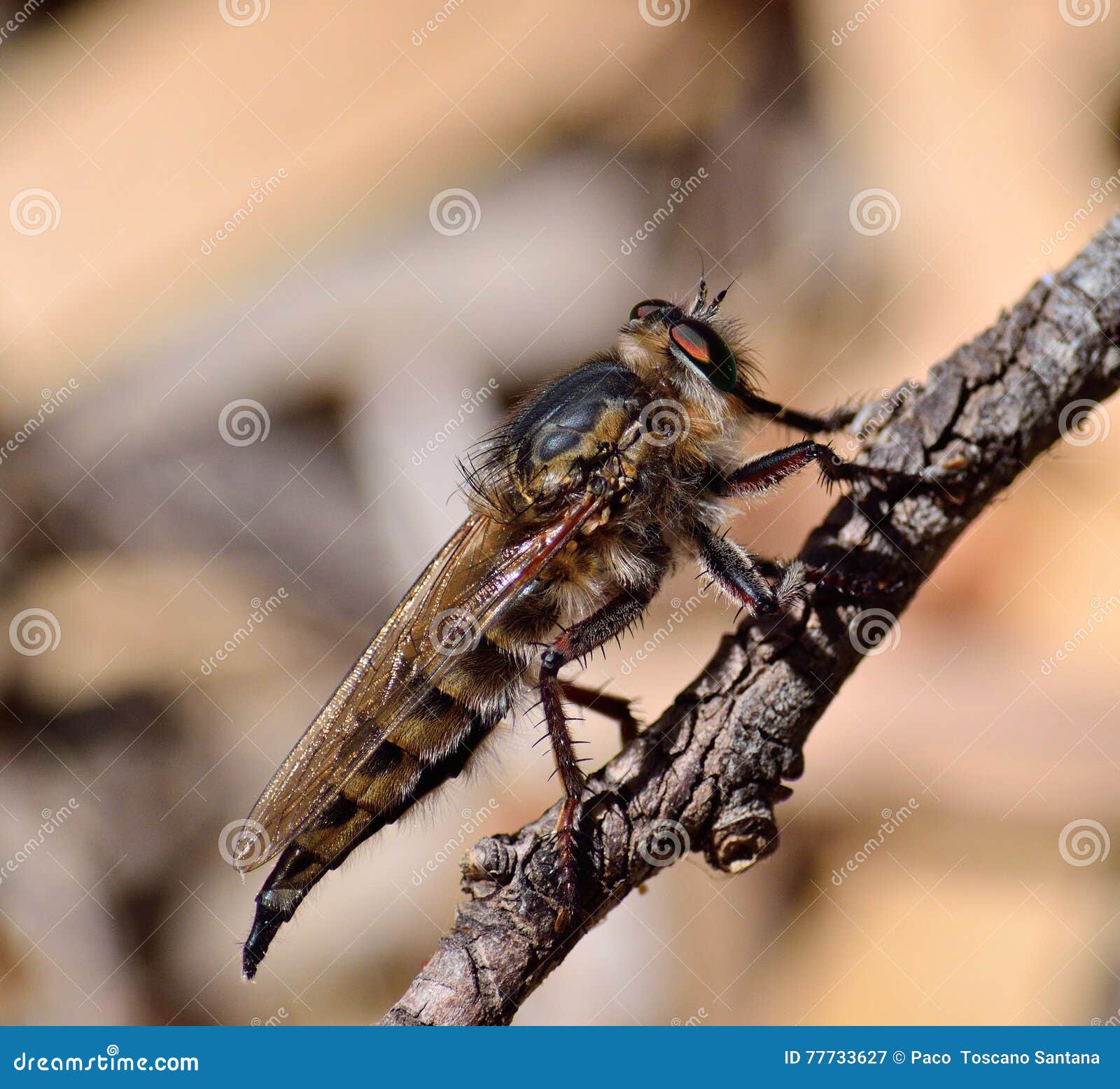 Great Robber Fly in Foreground Stock Image - Image of isolated, habitat ...