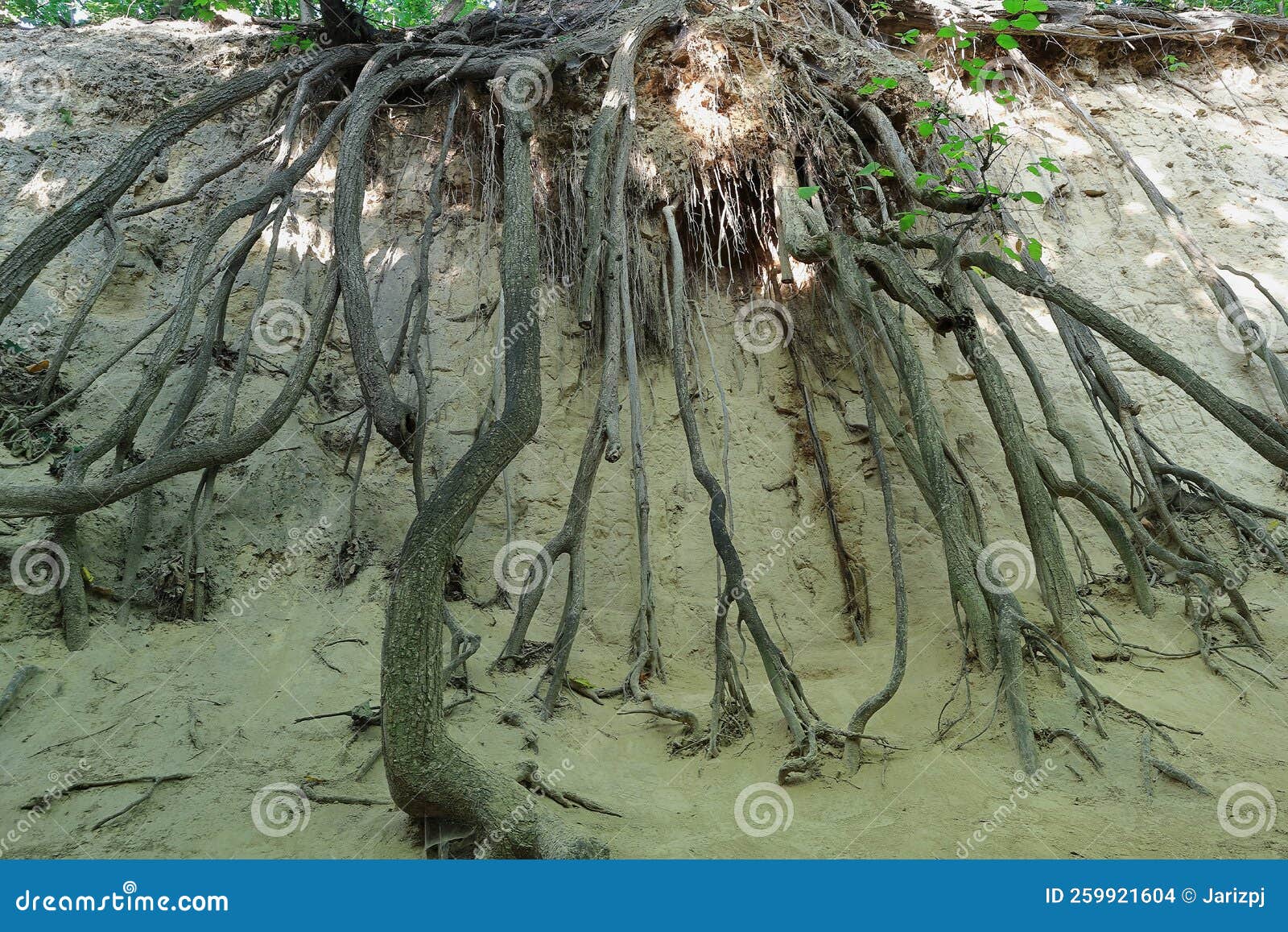 The Great Roots of the Tree. Stock Photo - Image of tree, garden: 259921604