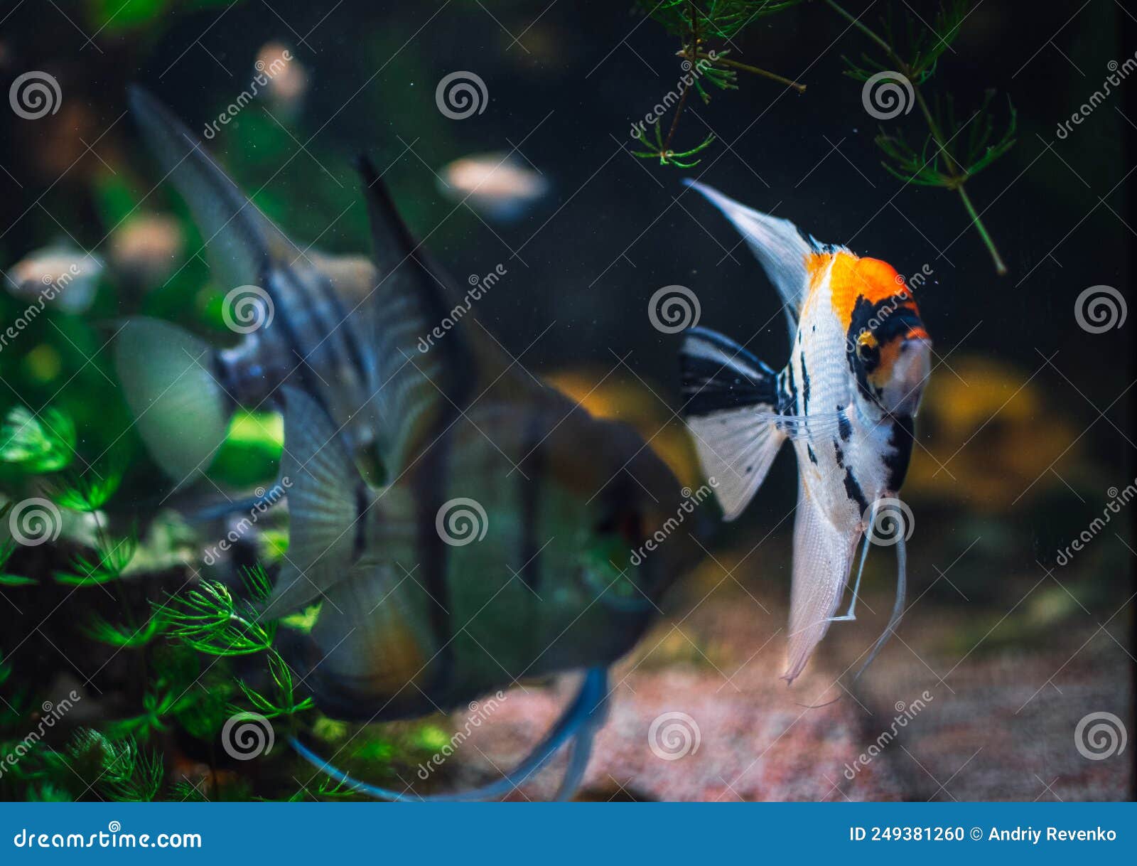 A Great Scalar Fish in Aquarium Stock Photo - Image of butterfly, fresh ...