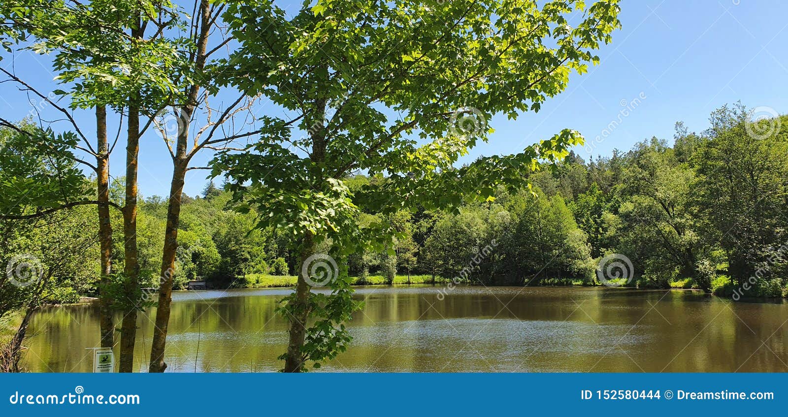 Great Sea in the Forest stock photo. Image of forest - 152580444