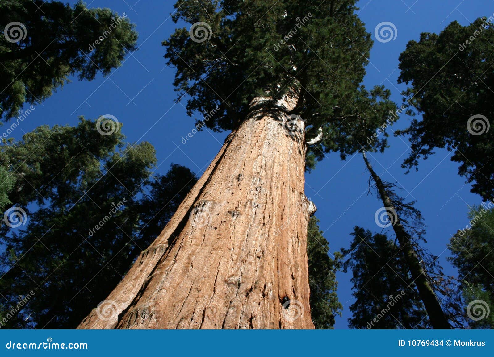Great Sequoia stock photo. Image of tall, park, sequoia - 10769434