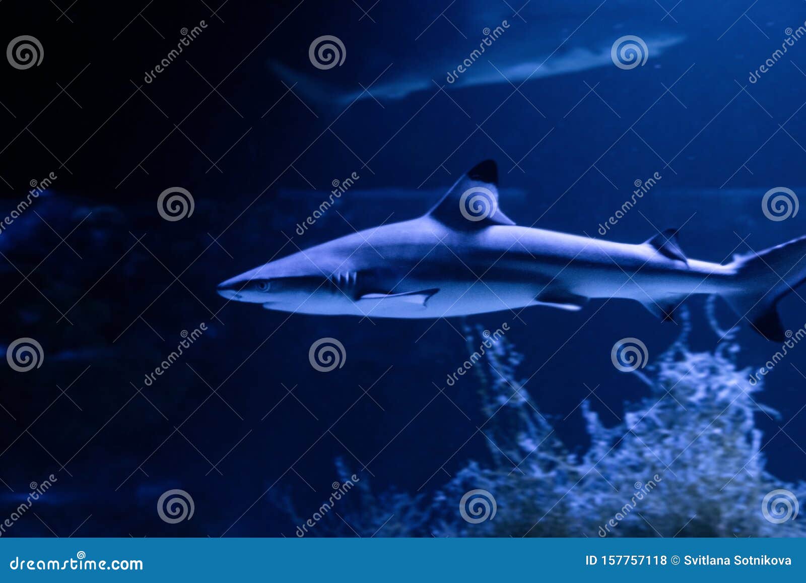 Great White Shark Posing in the Deep Blue Water Stock Photo - Image of ...