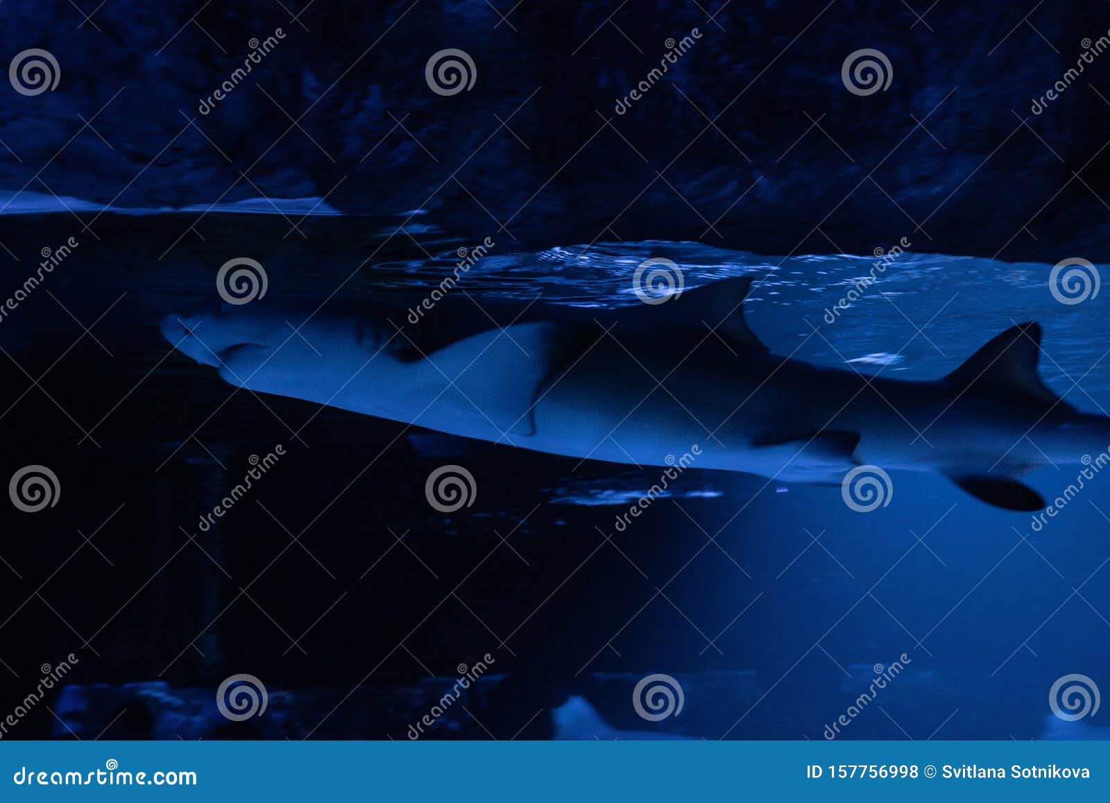 Great White Shark Posing in the Deep Blue Water Stock Photo - Image of ...