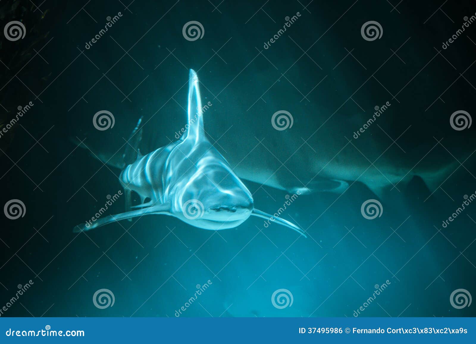 Deep Sea Shark On The Background Of A Flock Of Tropical Fish Royalty ...