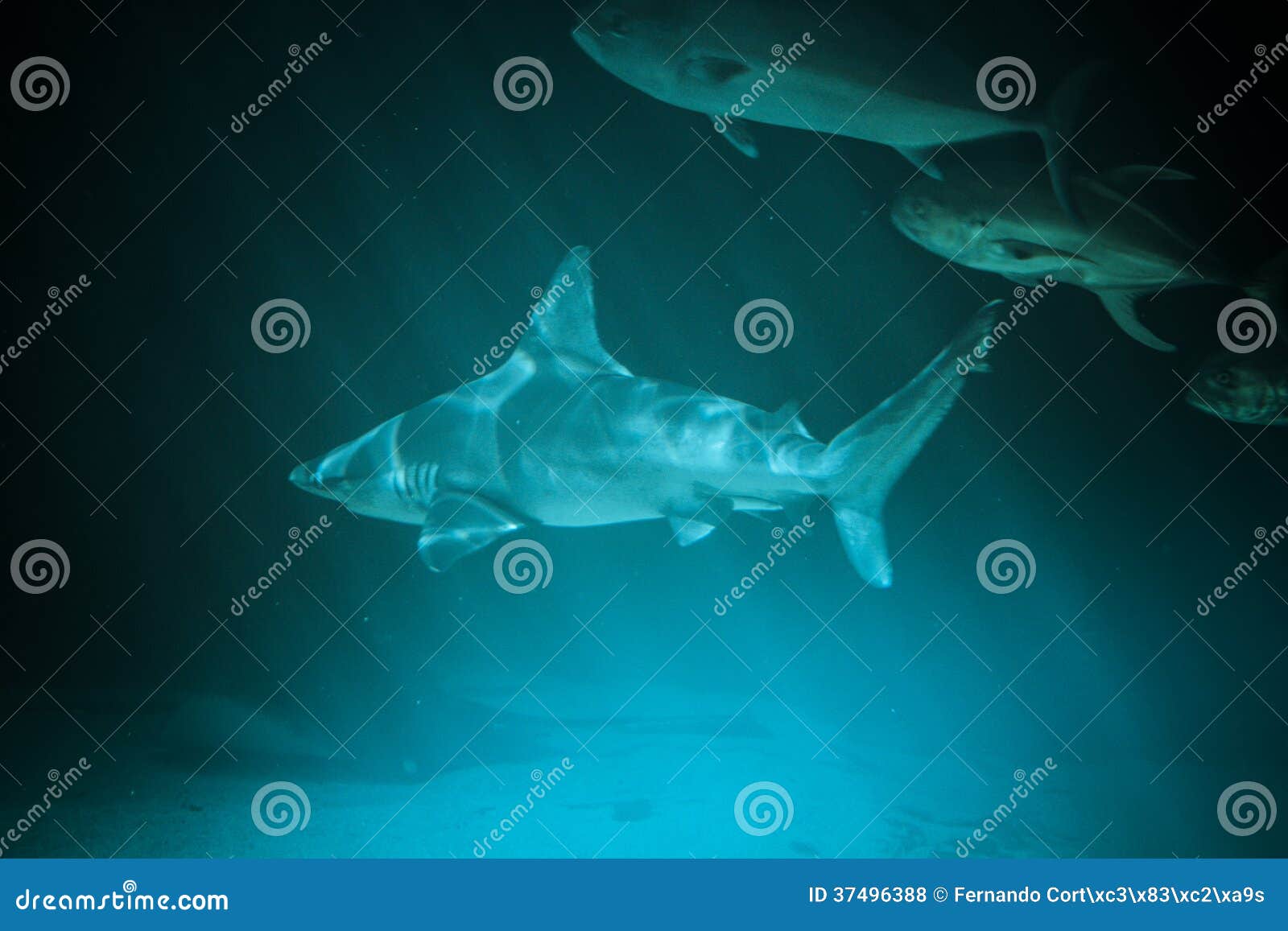 Great Shark Underwater Photo in the Deep Blue Water. Stock Photo ...