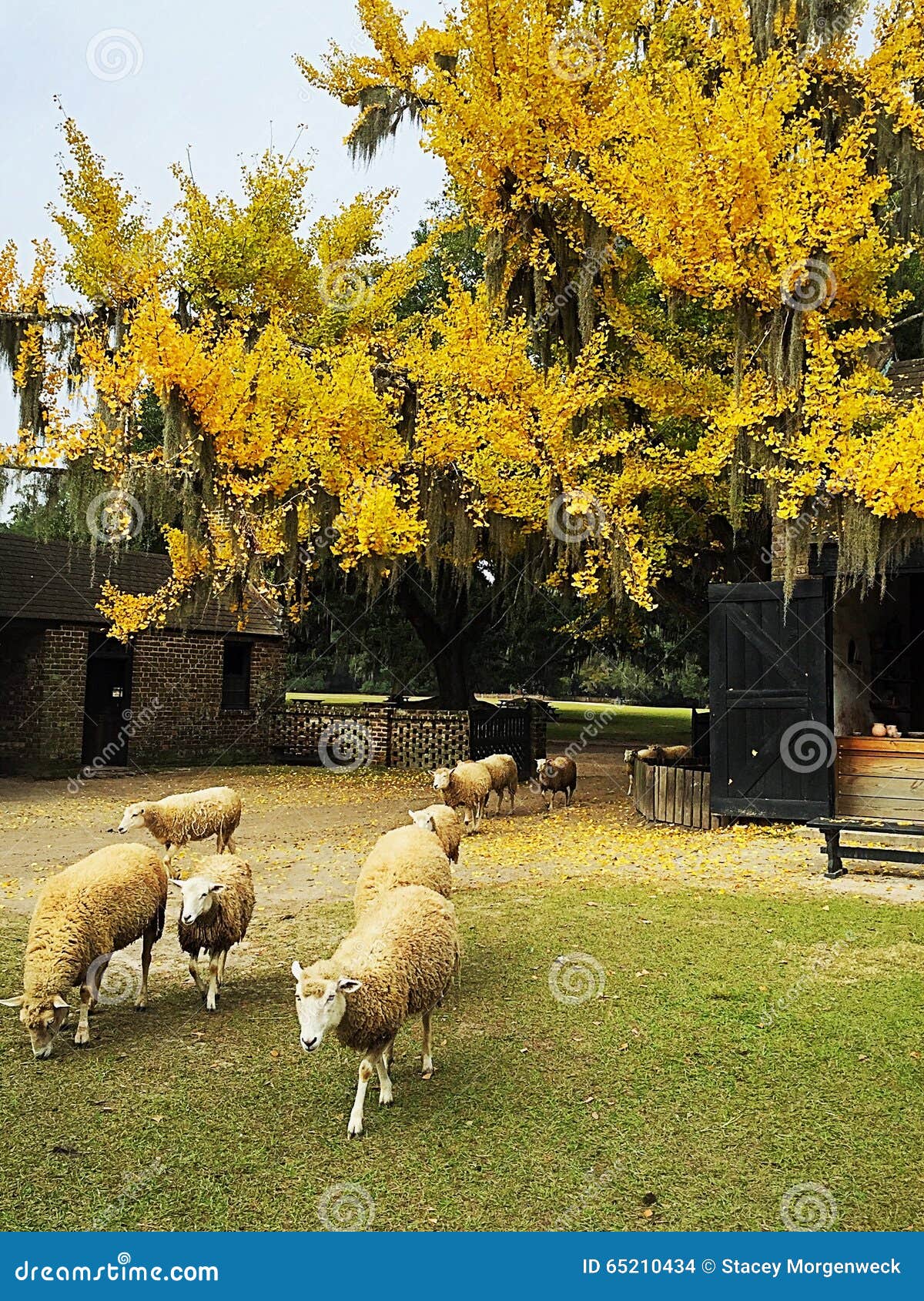 The great sheep escape stock photo. Image of sheep, great - 65210434