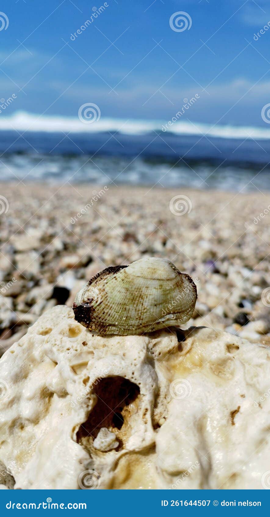 Great Shell in the Beach stock image. Image of nature - 261644507
