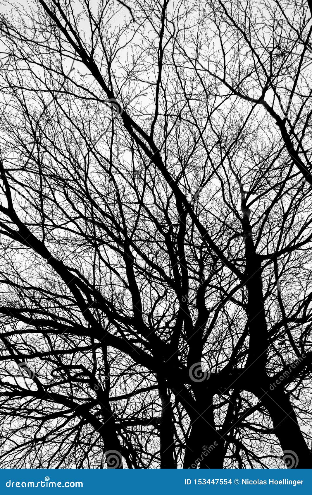The Network of Branches of a Tree Stock Photo - Image of france, winter ...