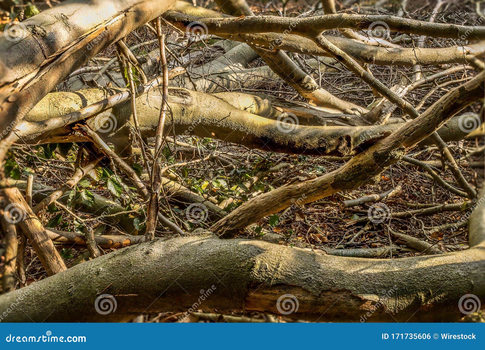 Great Shot of Roots Twisted Together in Different Directions on a Sunny ...