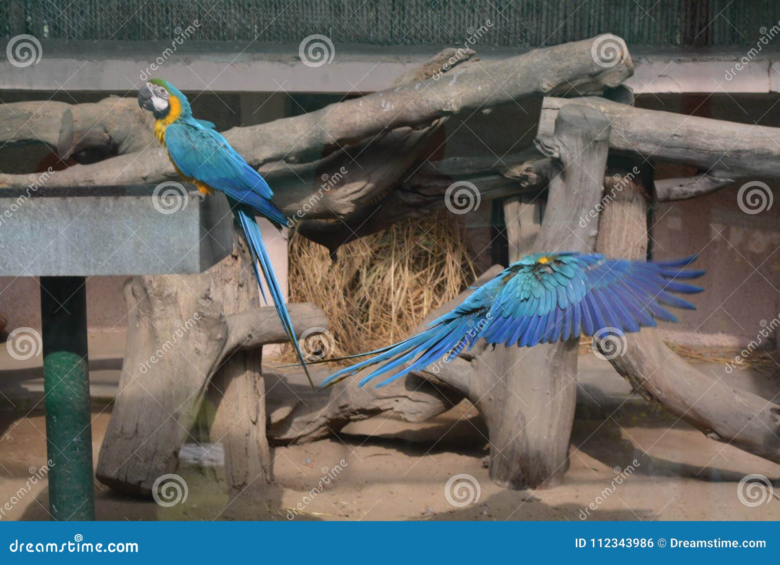 A CLOSE SHOT of TWO BLUE MACAWS Stock Photo - Image of camera, macaw ...