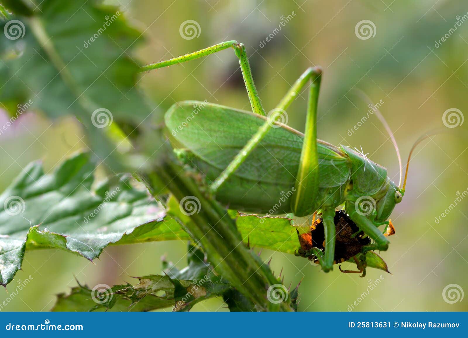 Great Singing Grasshopper Eating Bug Stock Image - Image of ...