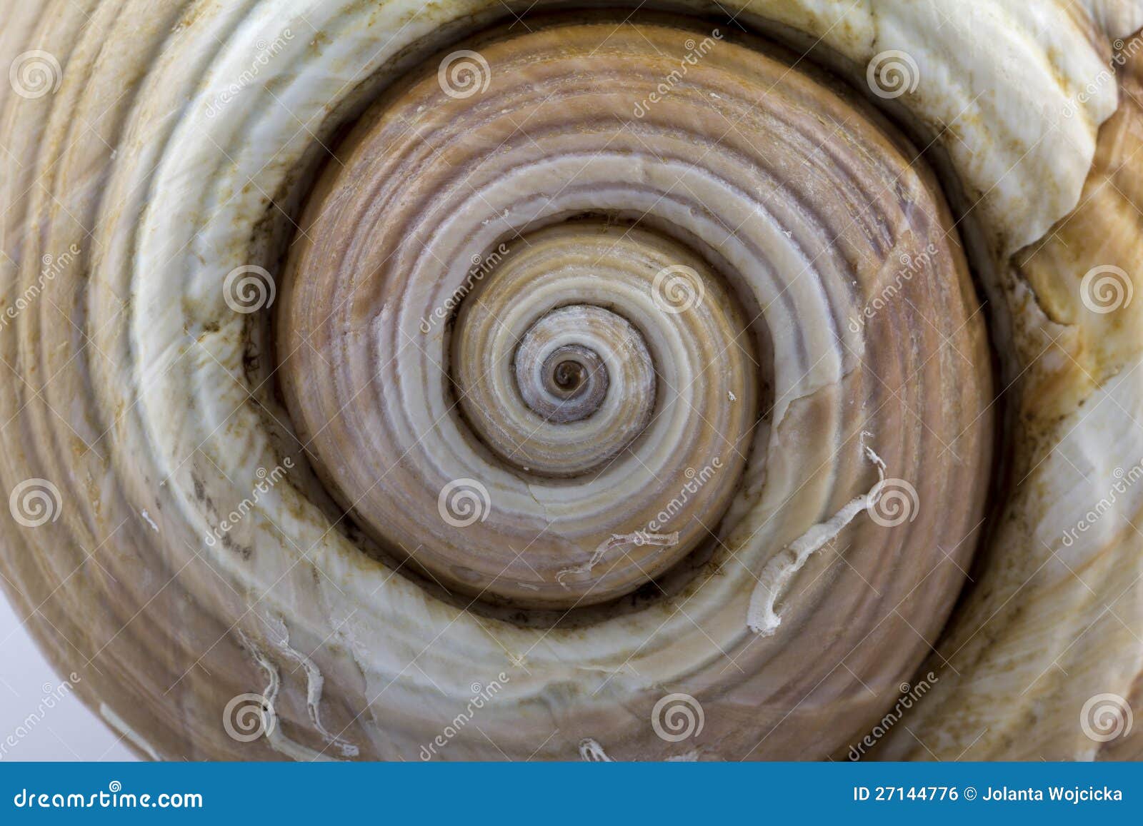 Great Skeleton of Sea Shell - Macro Stock Photo - Image of seafood ...