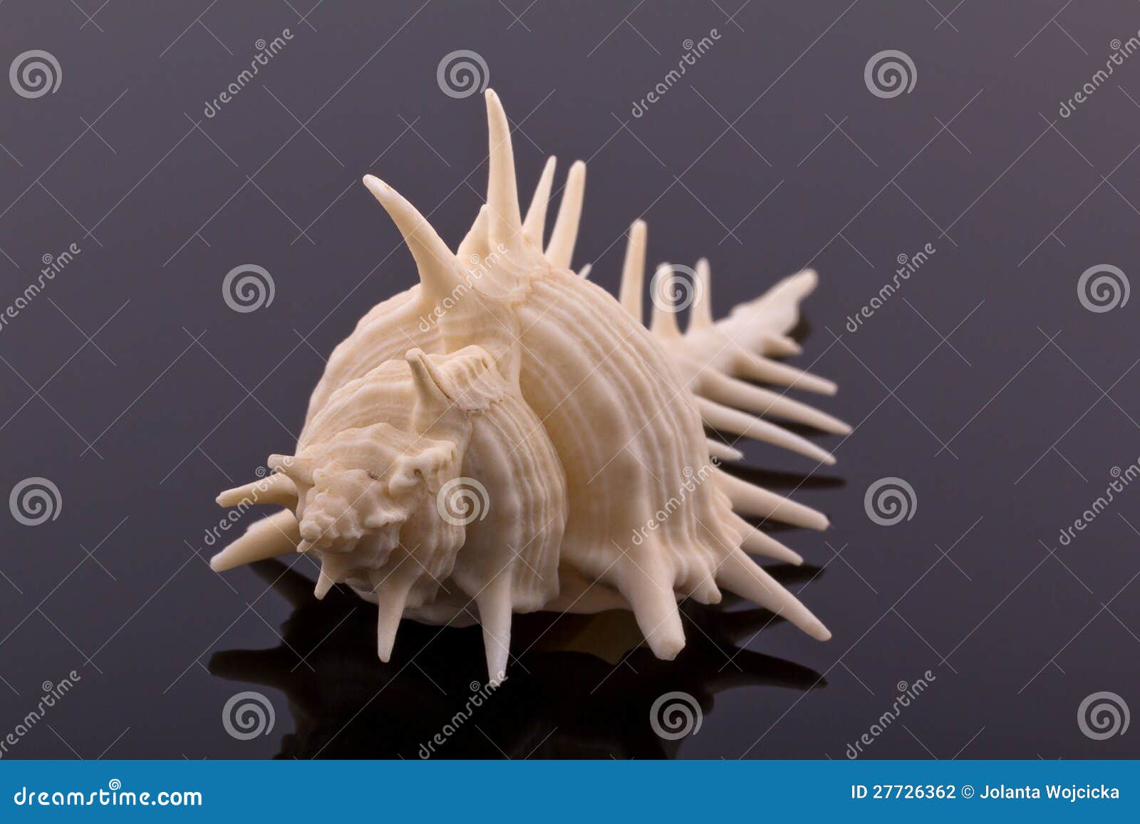 Great Skeleton of Sea Shell - Macro Stock Photo - Image of seashell ...