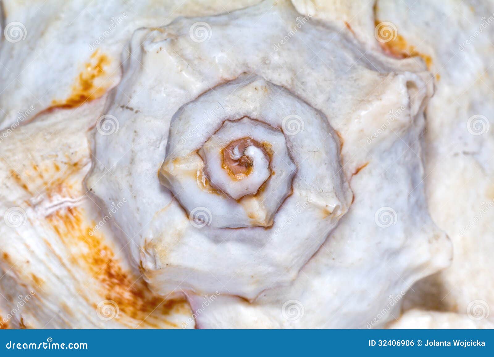 Great Skeleton of Sea Shell- Macro Stock Photo - Image of seashore ...