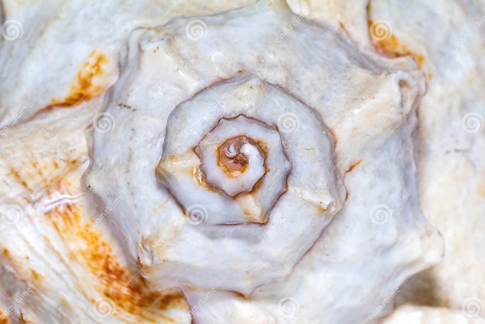 Great Skeleton of Sea Shell- Macro Stock Photo - Image of seashore ...