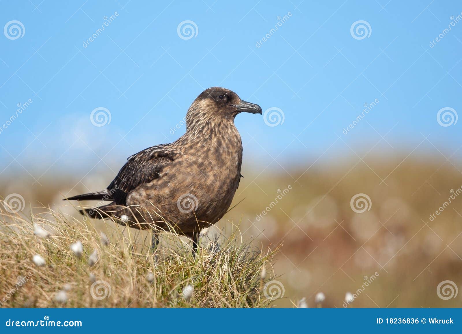 Great skua stock photo. Image of bird, gull, stercorariidae - 18236836