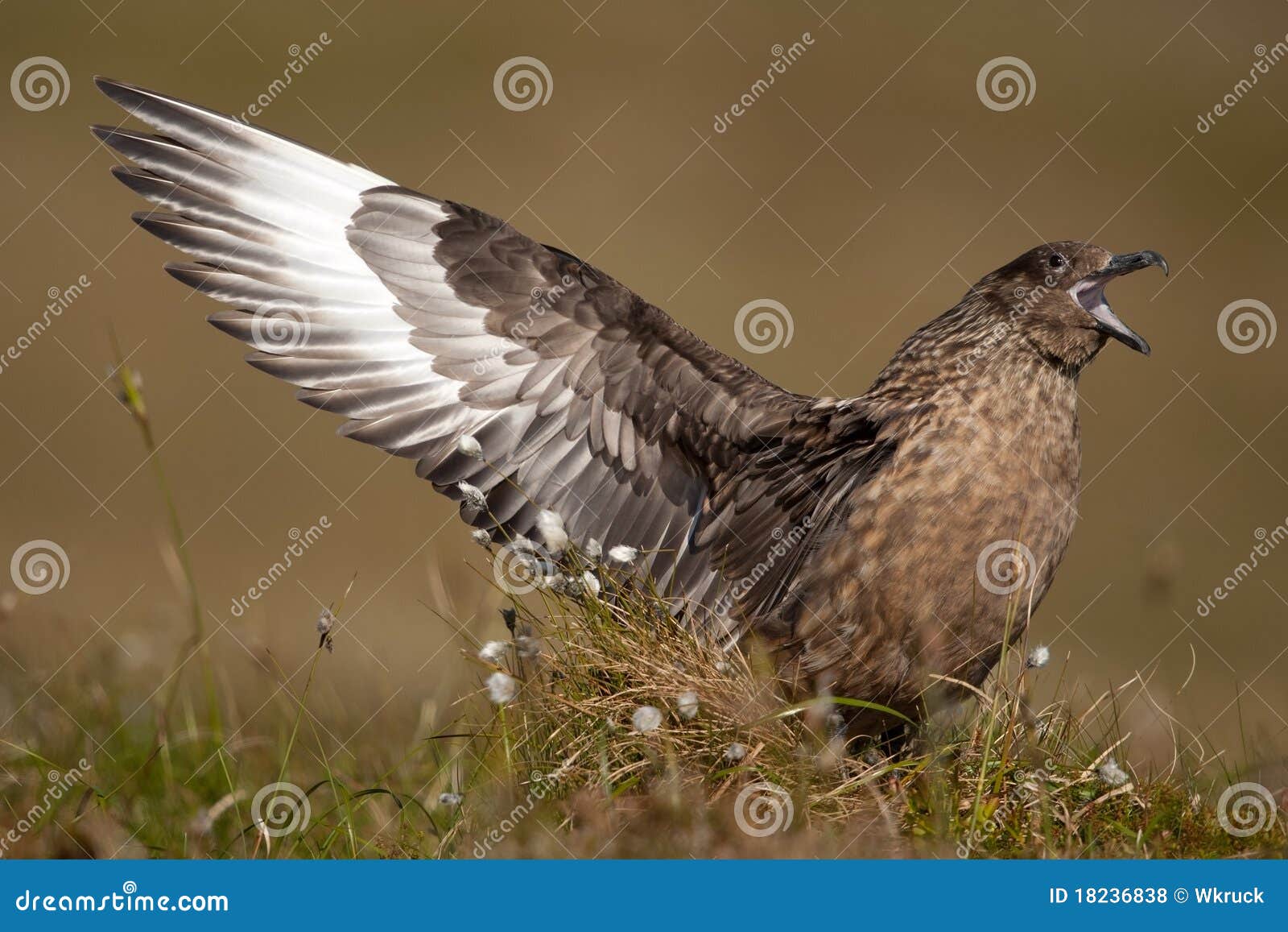 Great skua stock photo. Image of stercorariidae, gull - 18236838