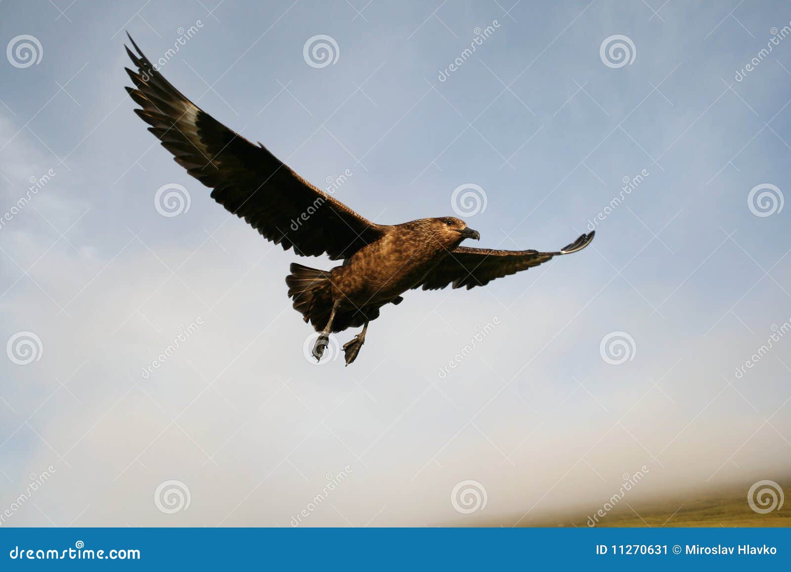Great skua flying stock image. Image of animal, flight - 11270631
