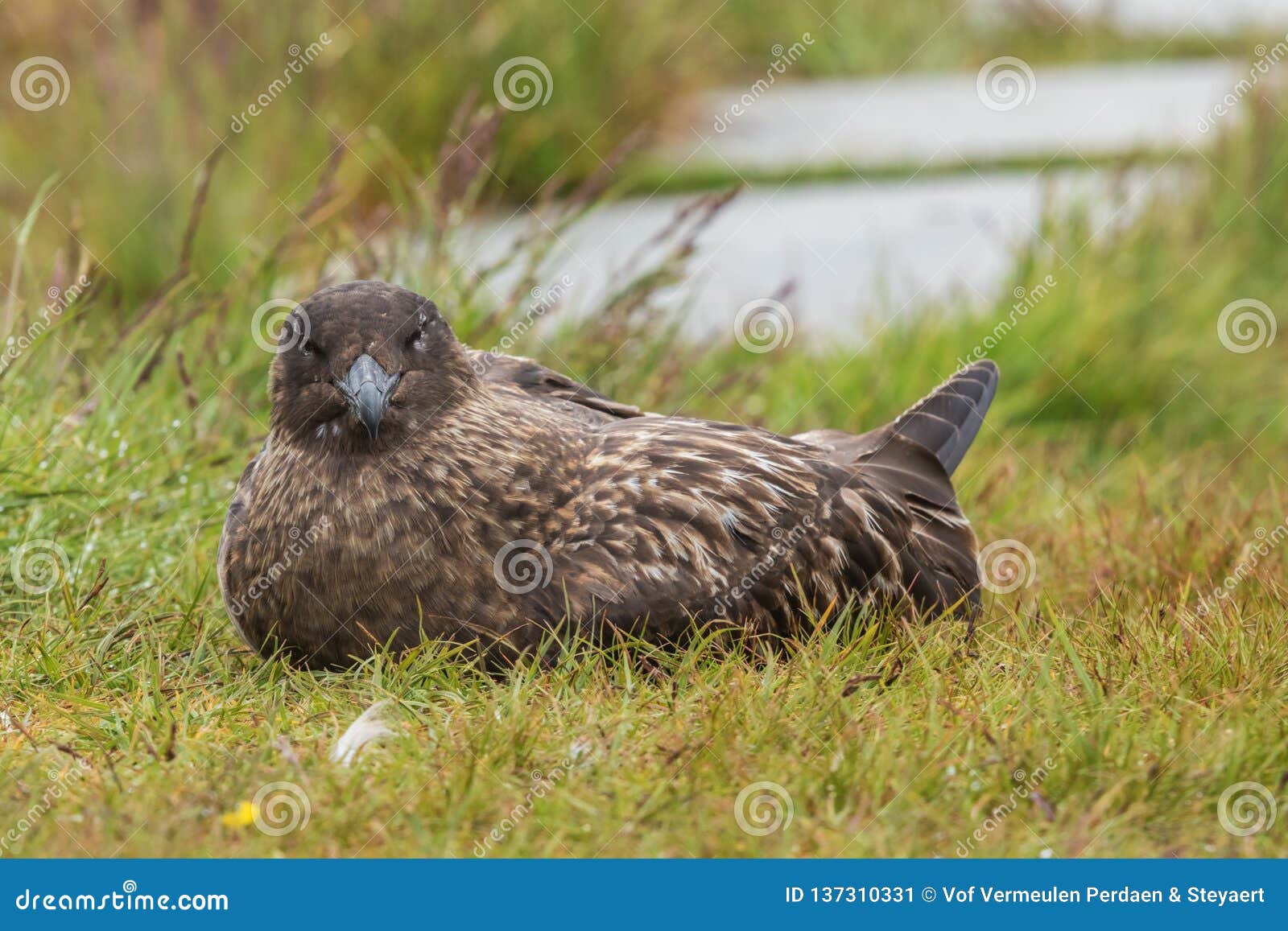 Great Skua Looking at the Camera Stock Image - Image of bird, coast ...