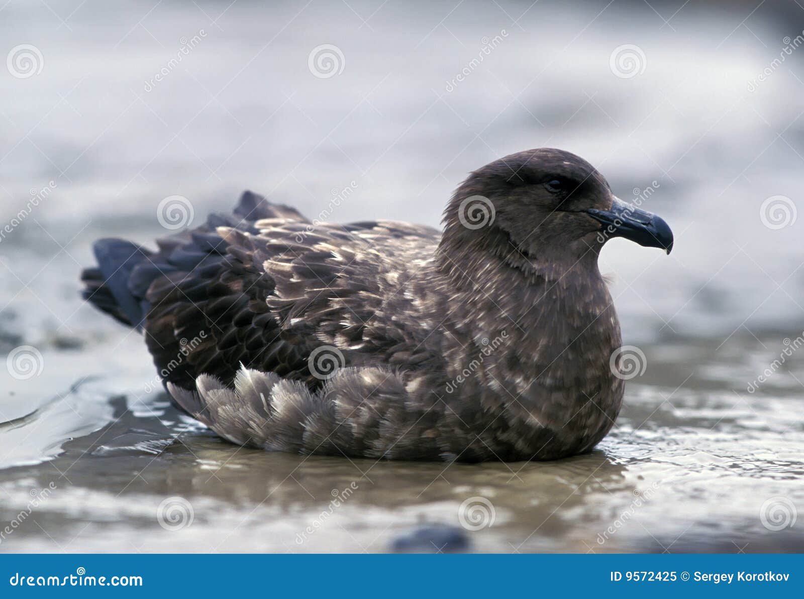 Great Skua - Antarctica Stock Photography | CartoonDealer.com #10794200