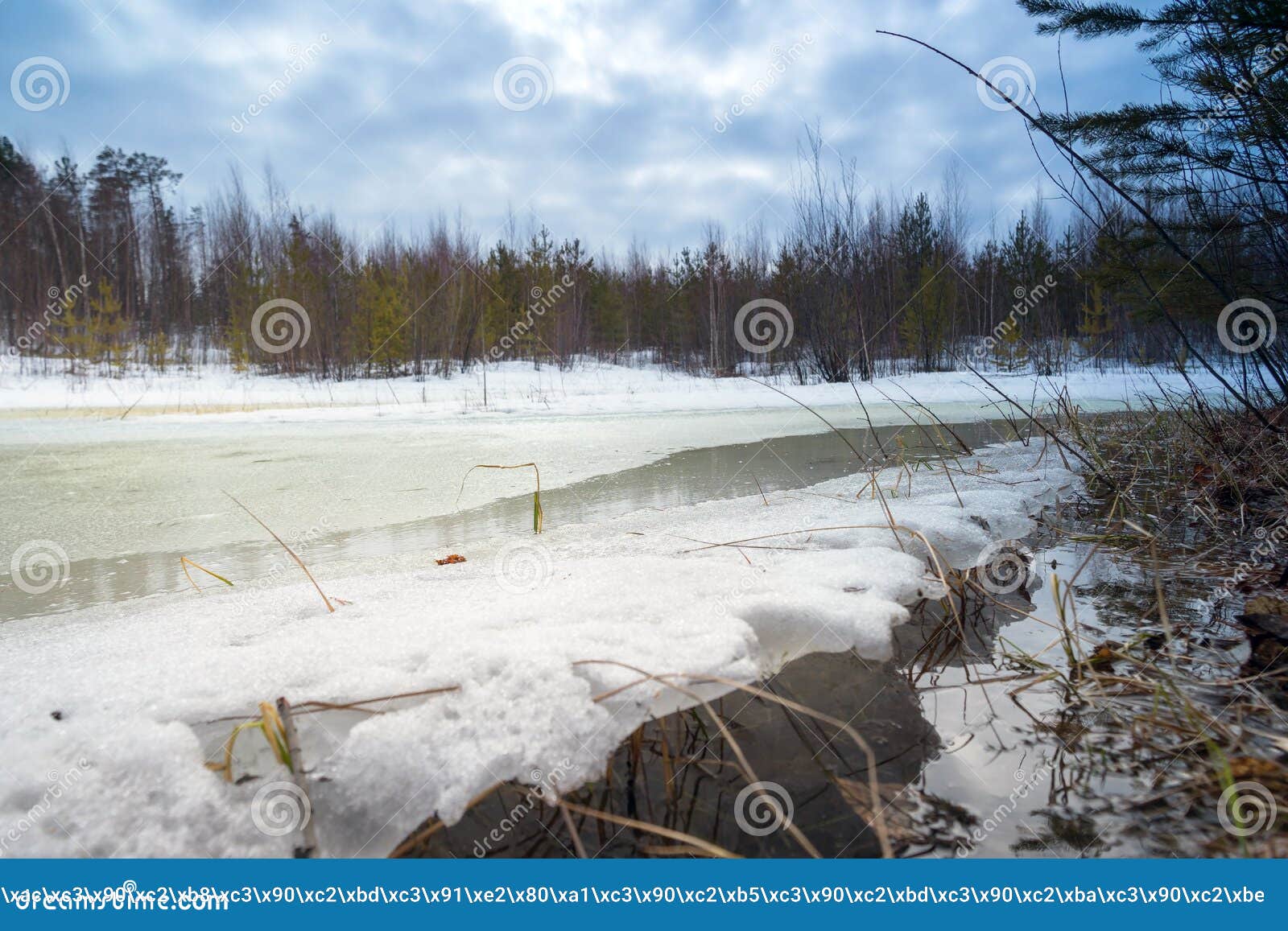 Great Snow Thawed Patch in the Woods Spring. Stock Photo - Image of ...