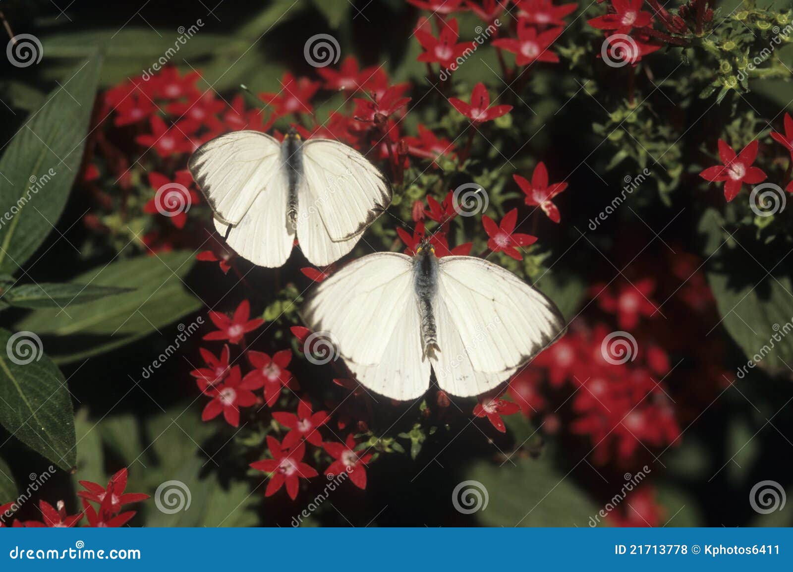 Great Southern White Butterflies Stock Photo - Image of butterflies ...